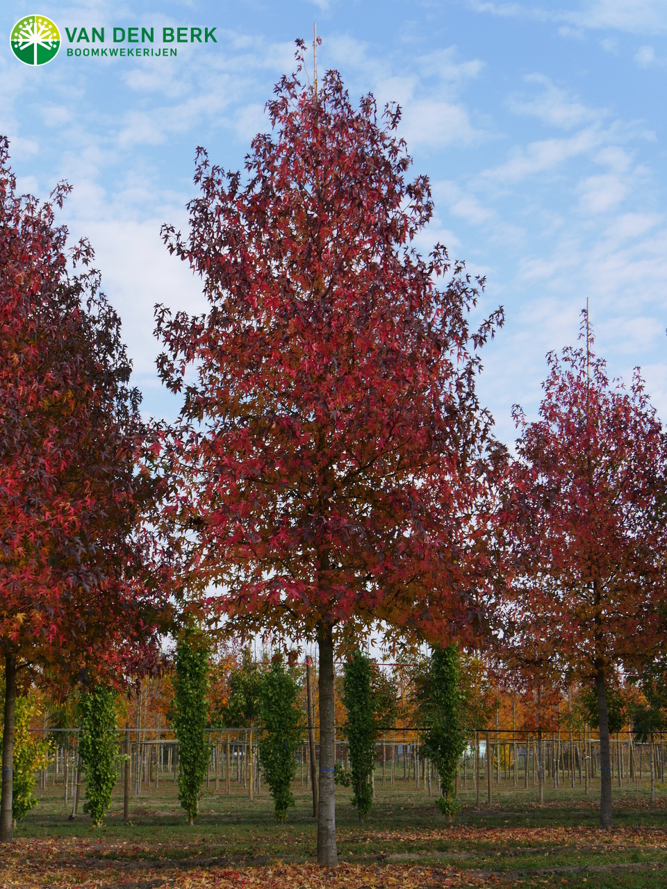 Liquidambar styraciflua 'Worplesdon' | Liquidambar styraciflua 'Worplesdon' - Van den Berk ...